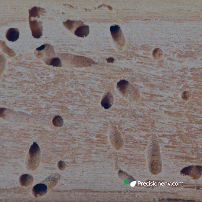 Heat Treatment vs Fumigation - Expert Pest Control - Precision ...