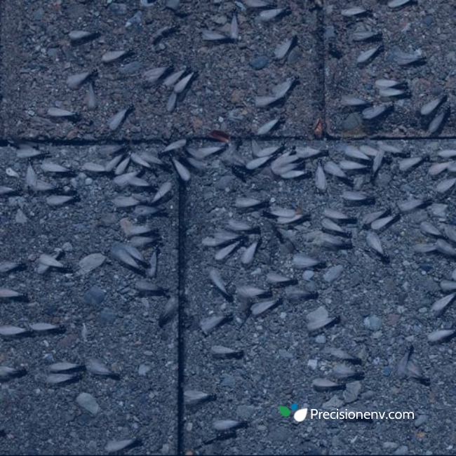 Heat Treatment vs Fumigation - Expert Pest Control - Precision ...