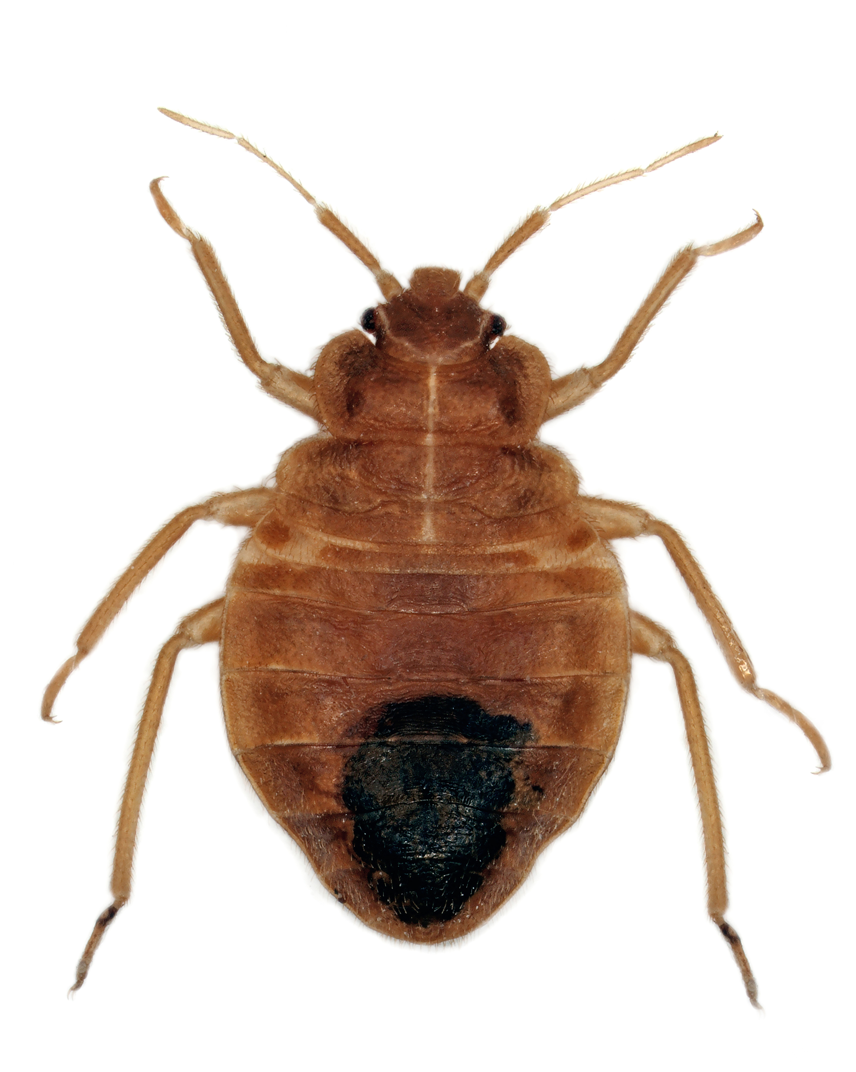 Fumigation Alternative for Termites and Bedbugs - Precision Environmental