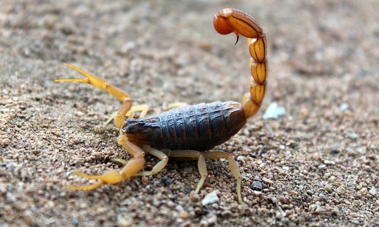 Scorpions in Arizona: Guide to Scorpion Identification and Safety