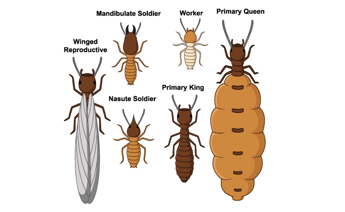 Precision Pest Control - #1 in Pest and Termite Control
