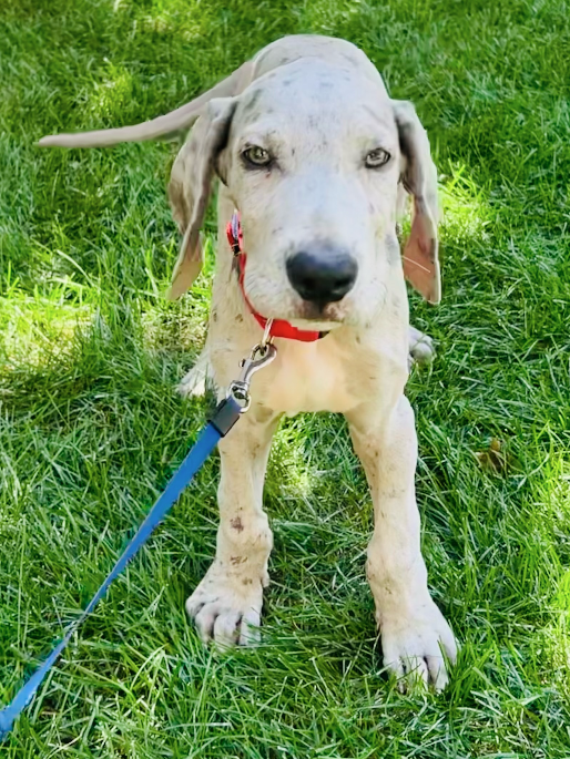 Healing Paws: Navigating the Timeline for Adopting a New Pet After Loss