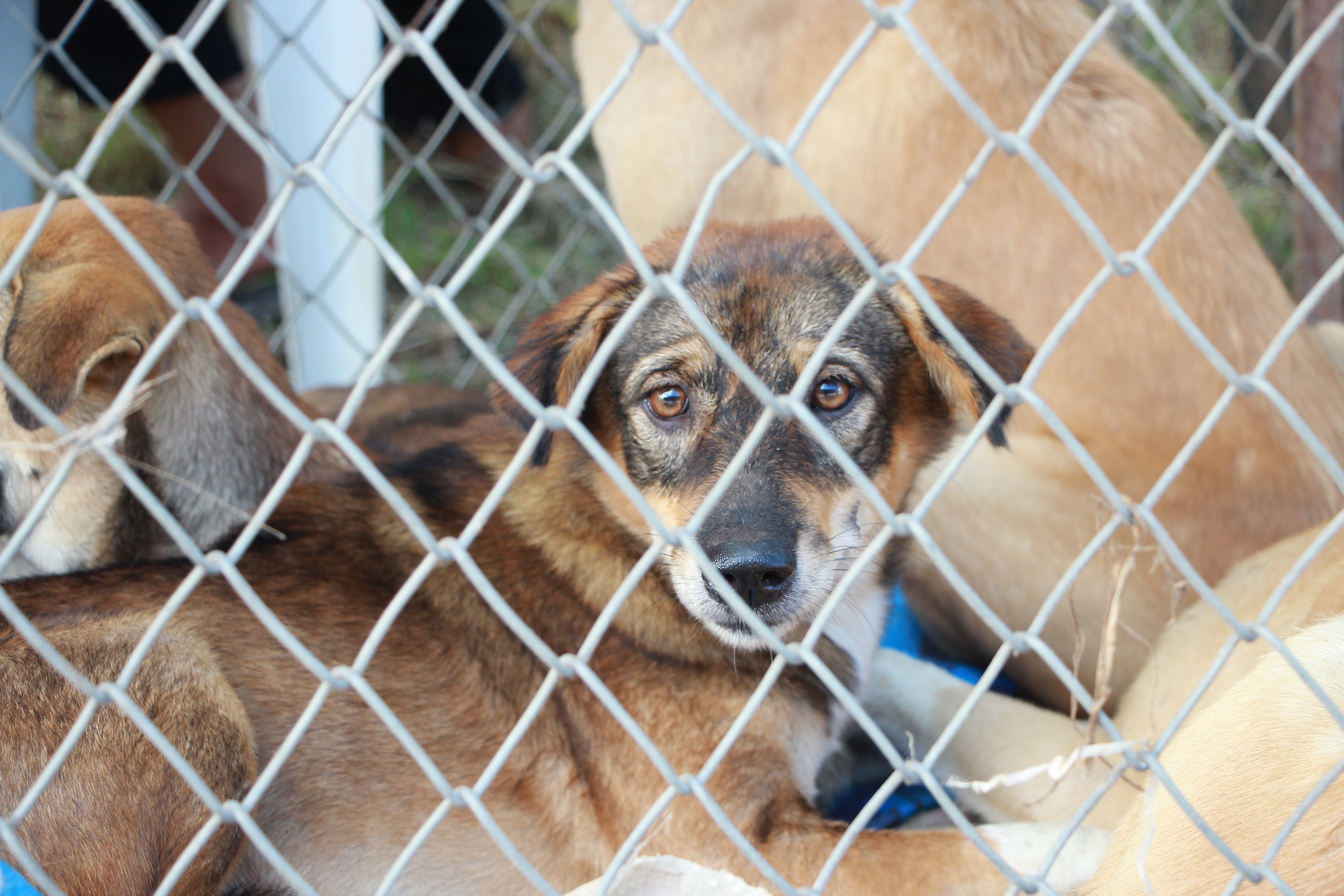 Take A Stand Against Animal Cruelty