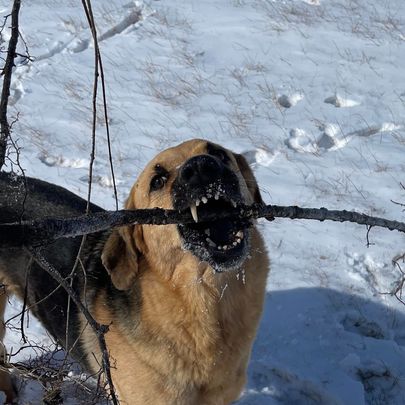 How To Spot Animal Abuse