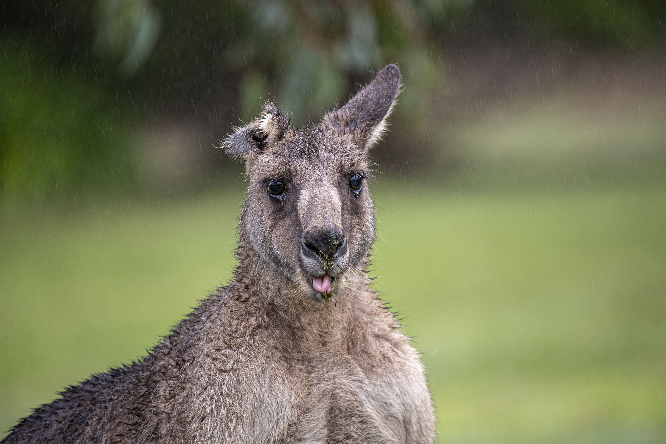 2023 Commercial exploitation of Kangaroos in Victoria