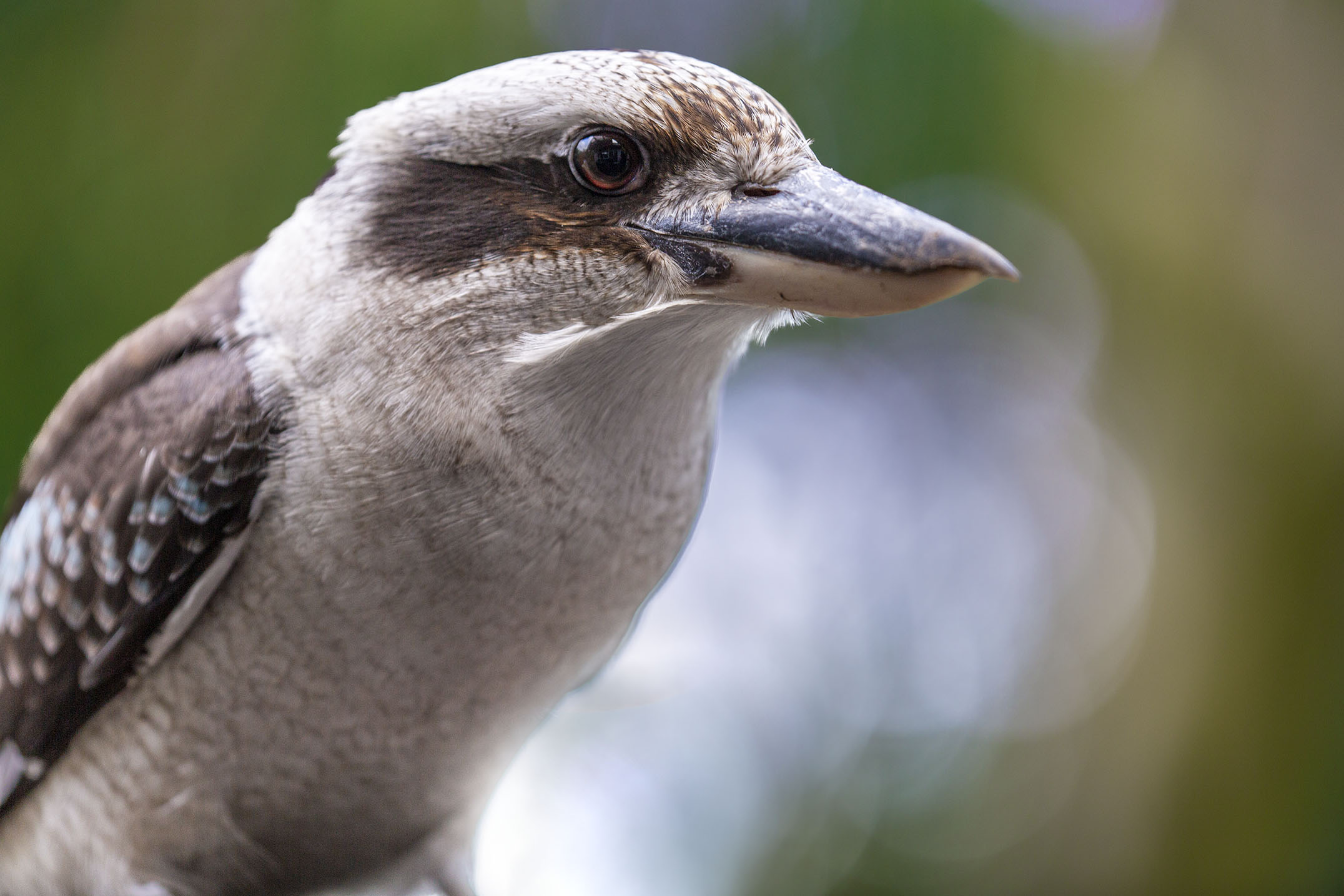 Kookaburra