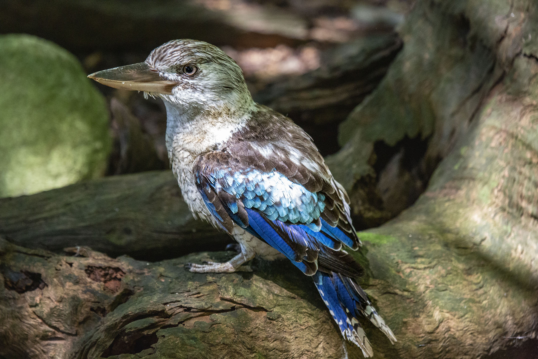 Kookaburra
