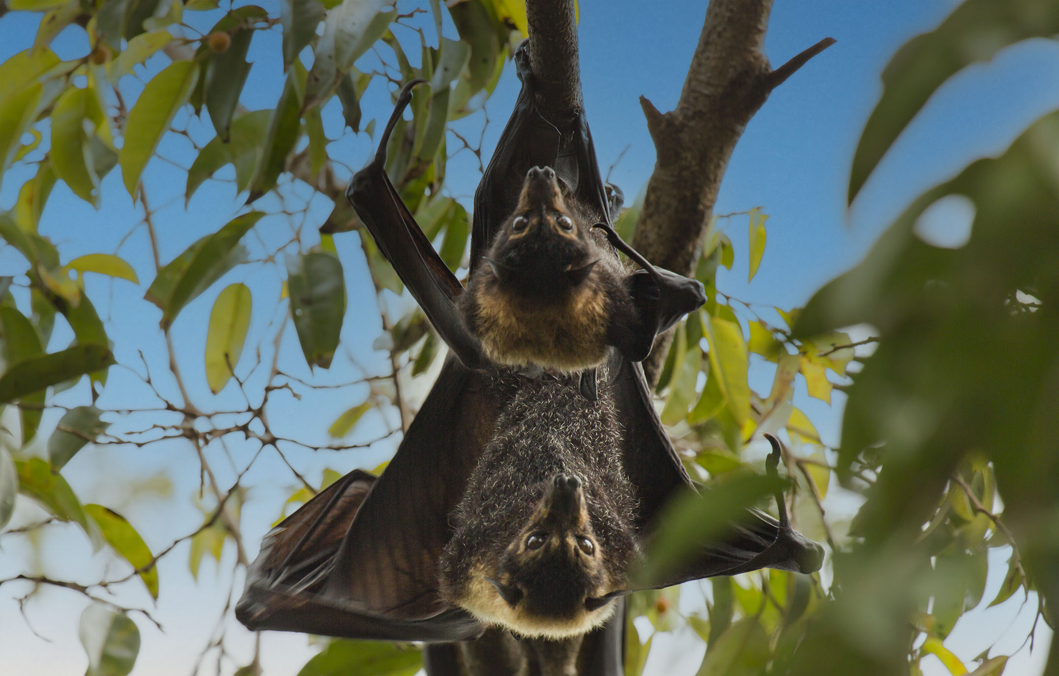Spectacled Flying-fox