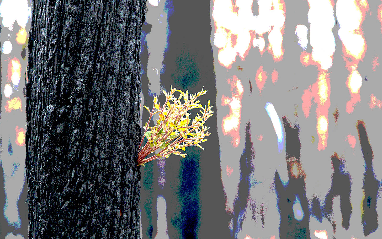 The wood from the trees