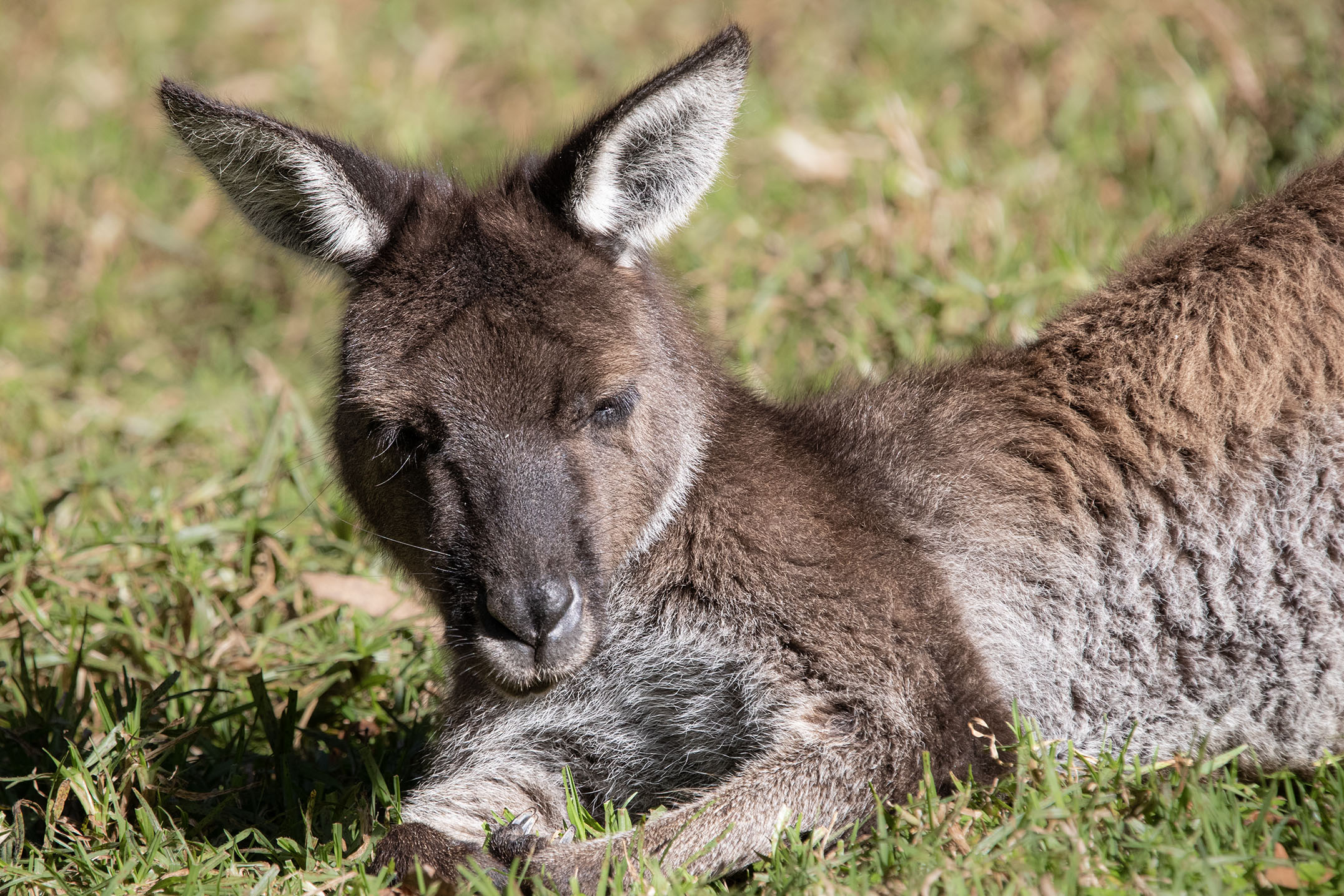 2023 Commercial exploitation of Kangaroos in South Australia