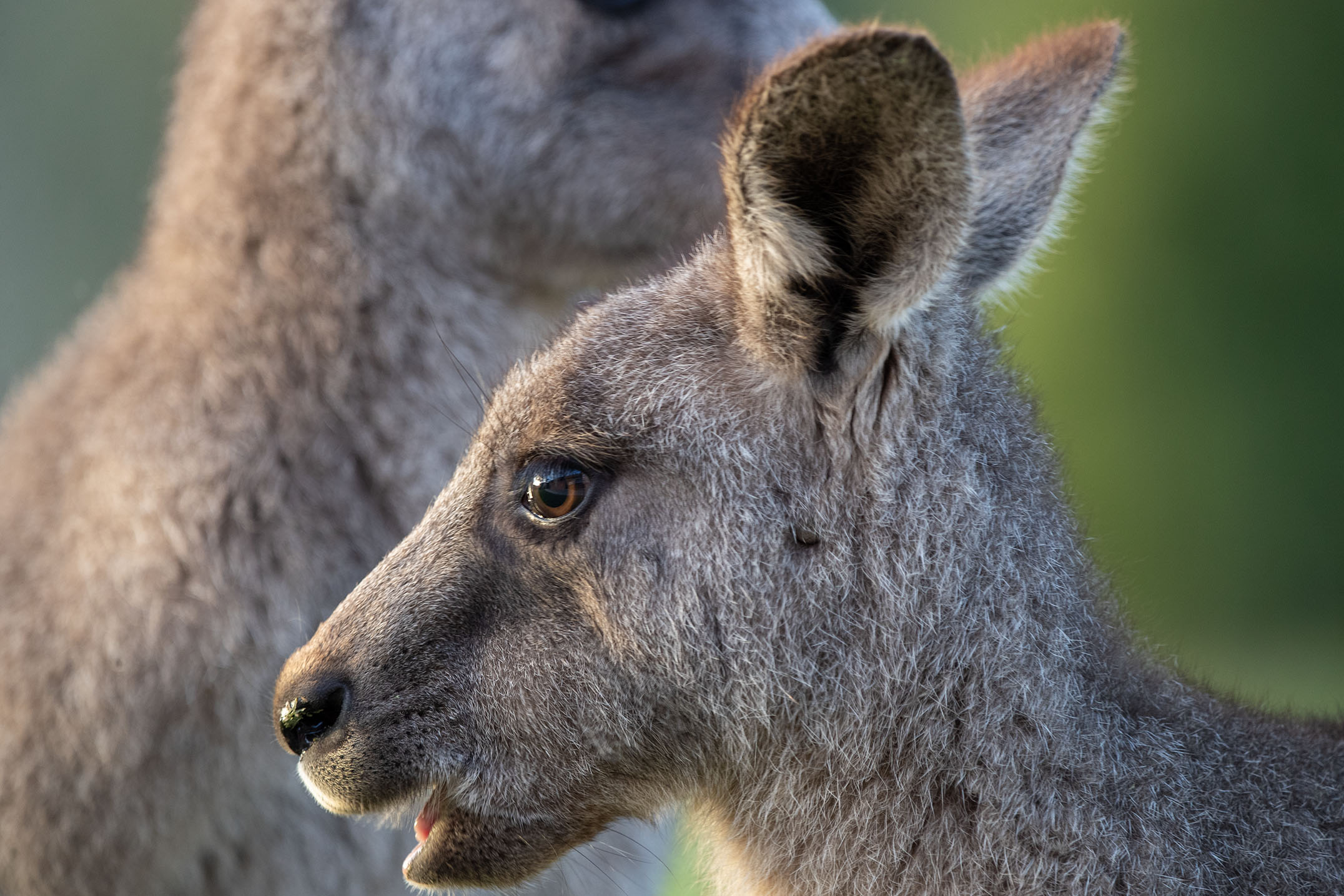 Review of the Victorian Kangaroo Harvest Management Plan