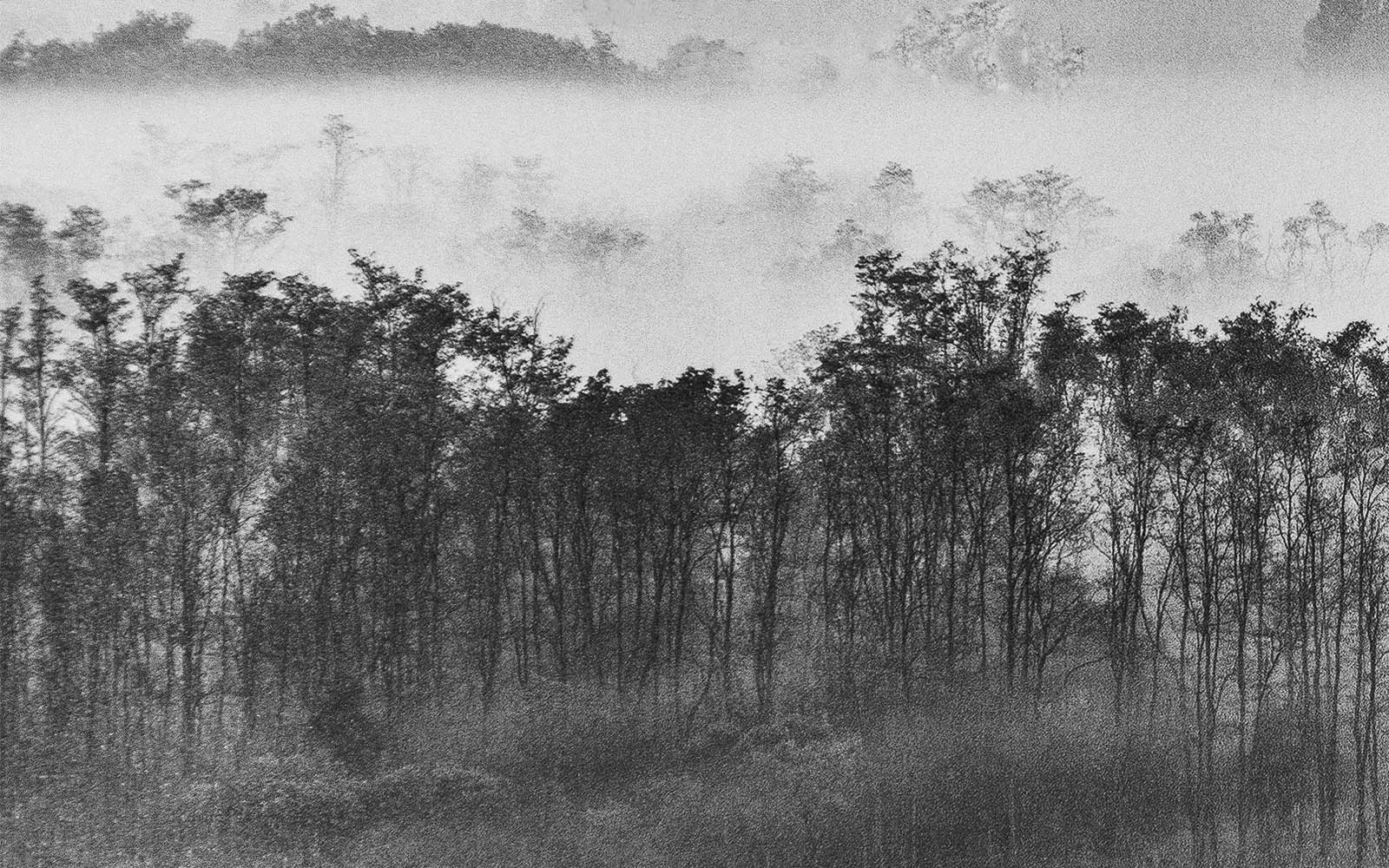 Nature and war