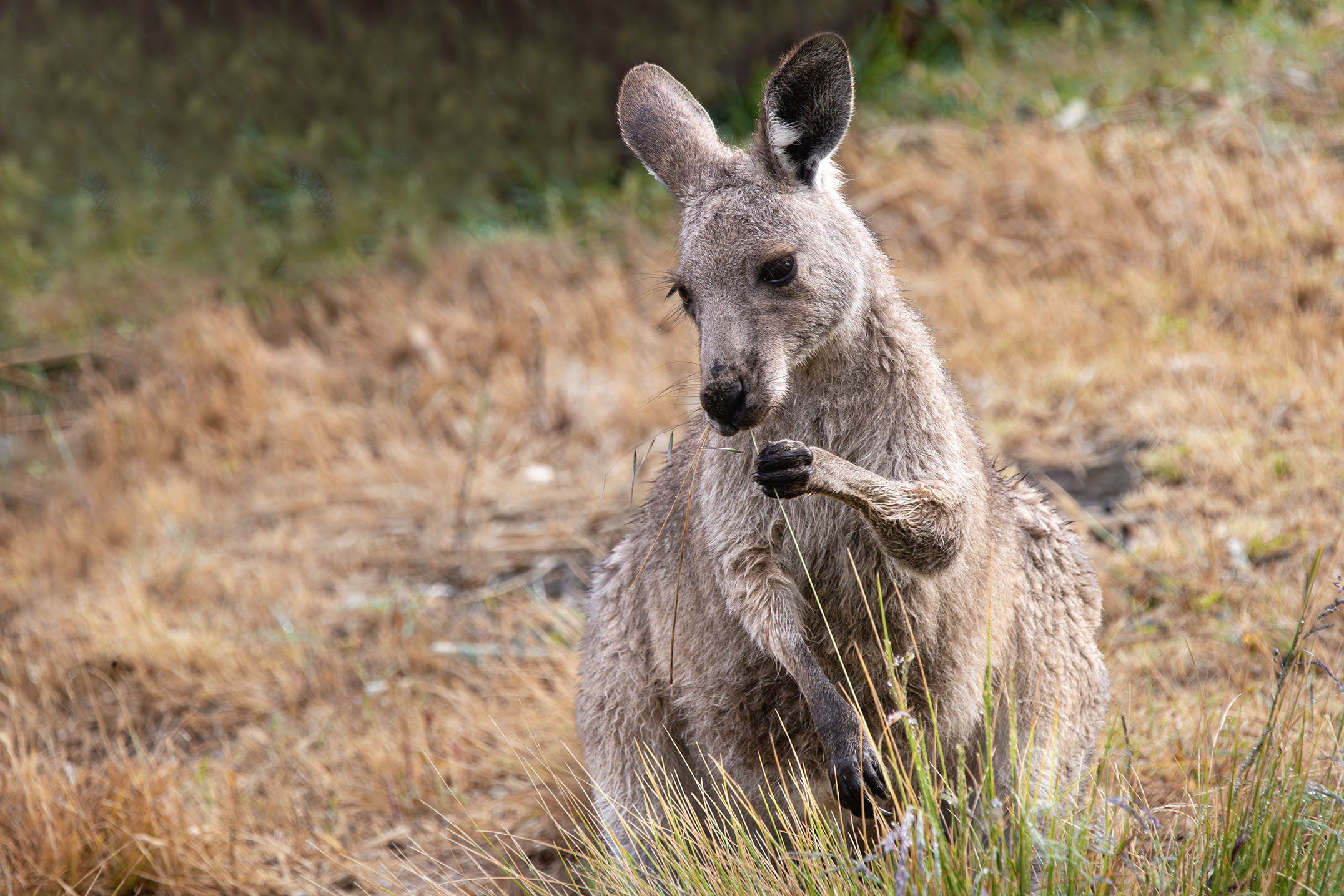 Victorian Kangaroo ‘Harvest’ Management Plan 2024-2028