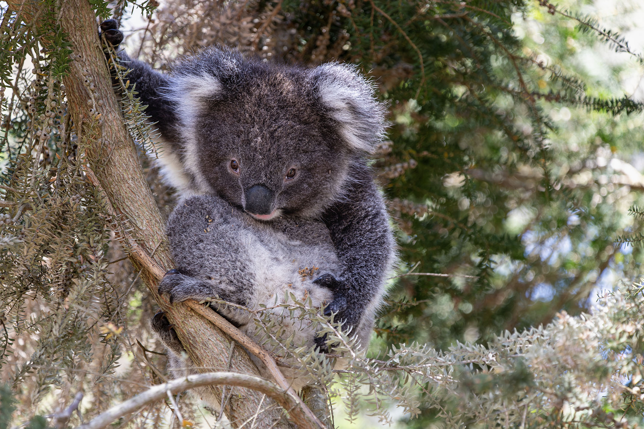 Koalas in Zoos Victoria care 2018-2023