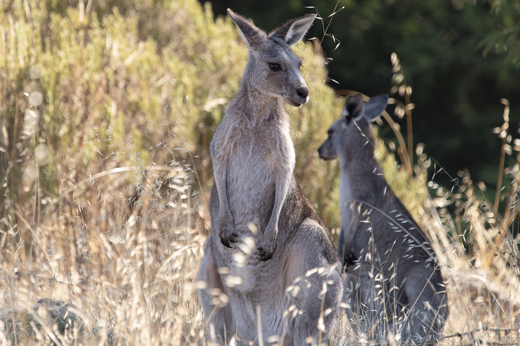 2024: Commercial exploitation of Kangaroos in Victoria