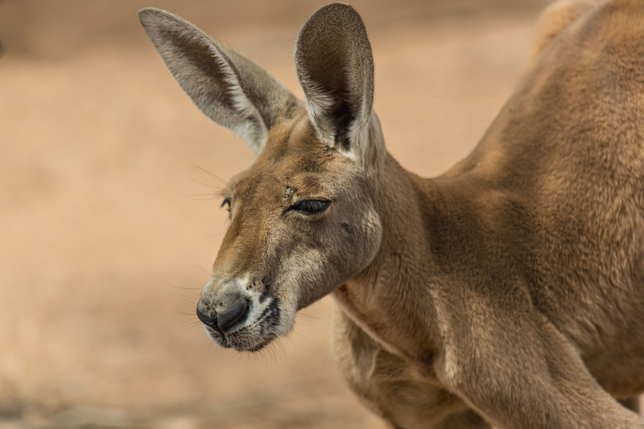 2024: Commercial exploitation of Kangaroos in Western Australia