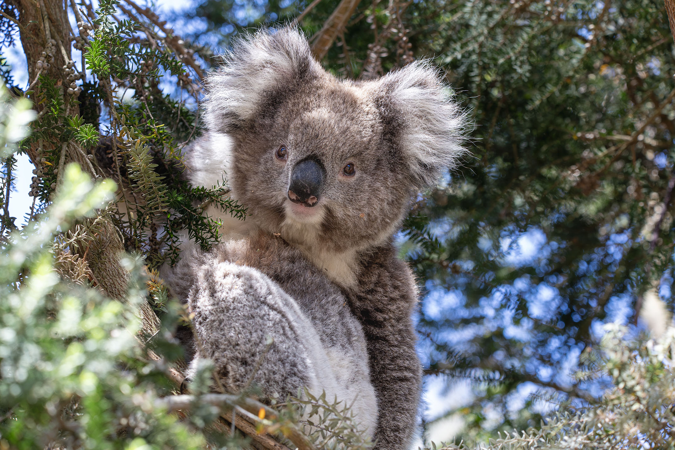 Koalas in Victoria: Just how bad can it get?