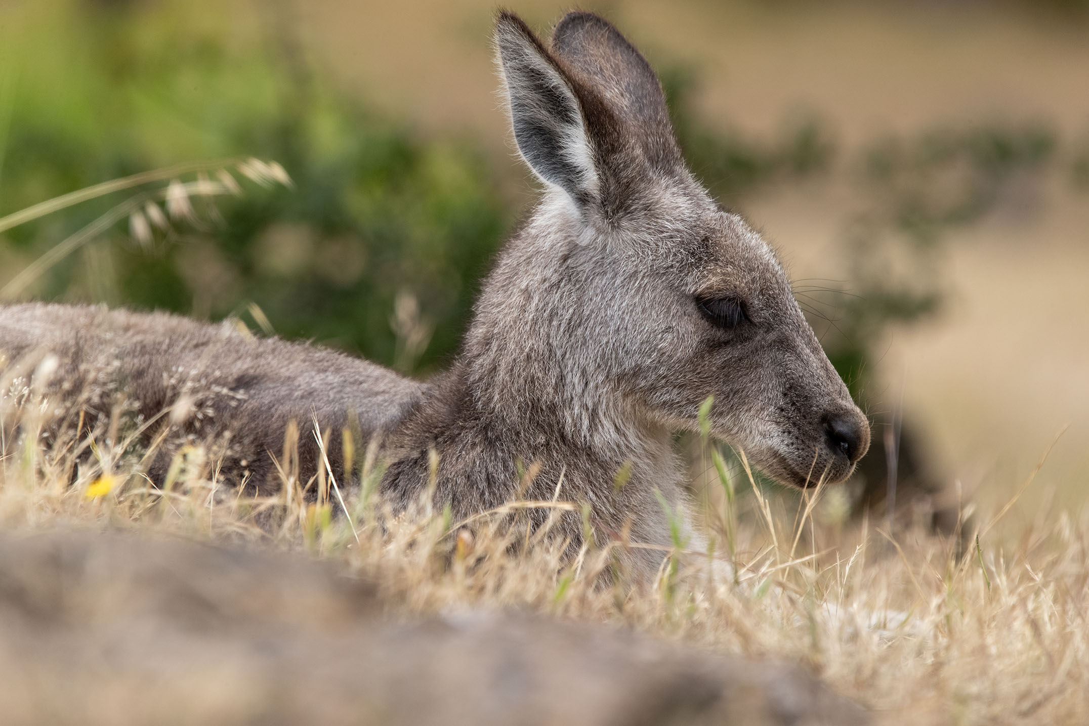 What does it take? Kangaroo tales and U turns