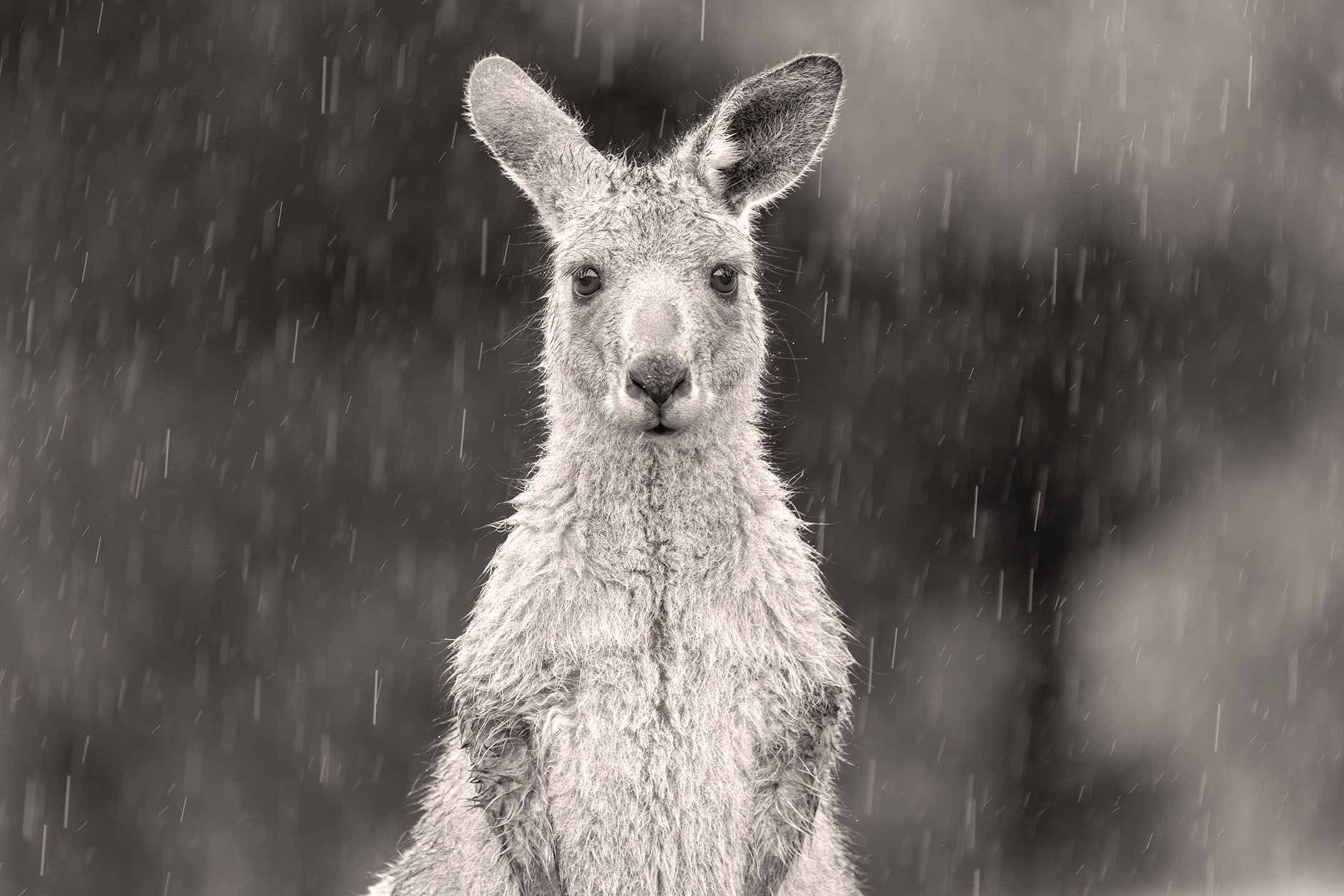 Trading bushmeat: Kangaroos and Australia