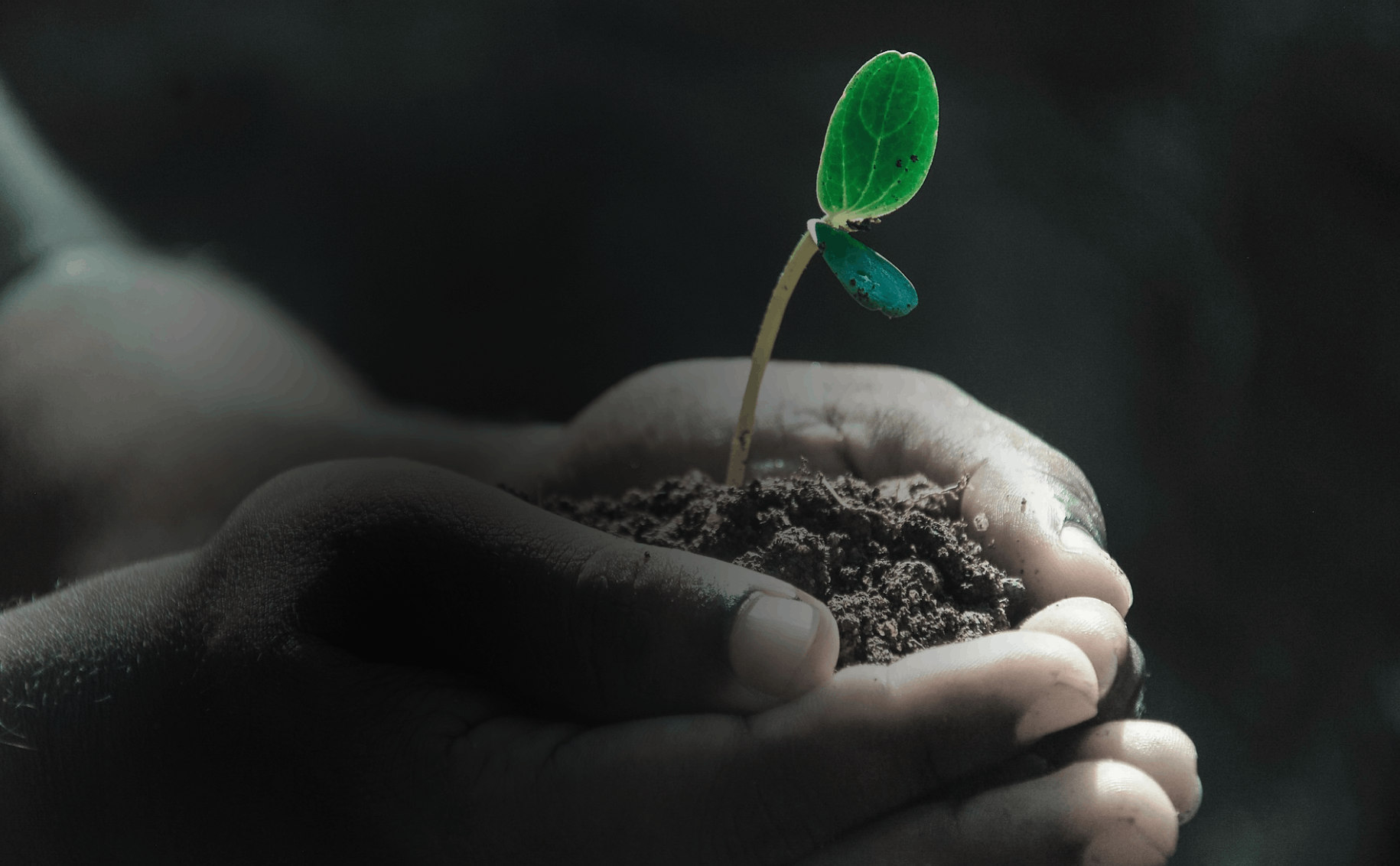 Home | Black Bull Biochar