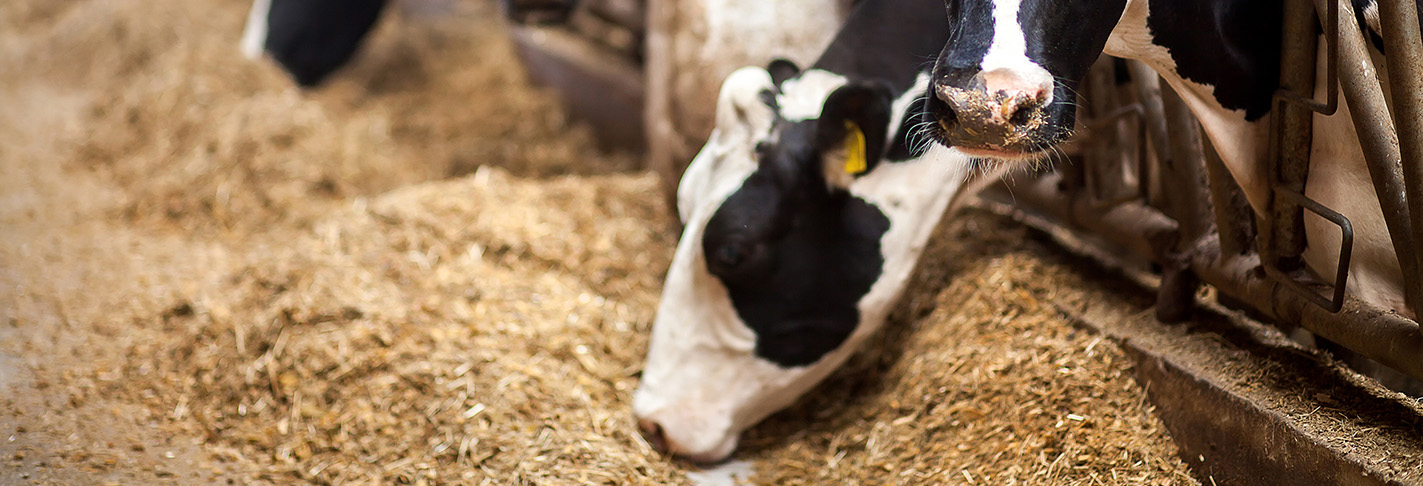 Large-scale animal tracking with UWB RTLS