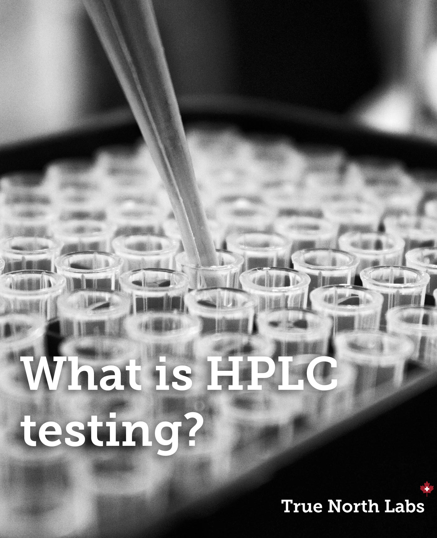 News | True North Labs