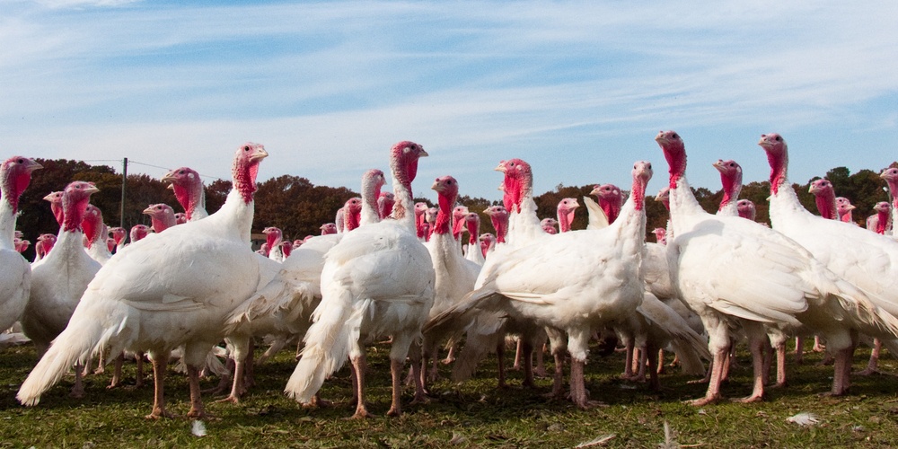 This Thanksgiving, We're Grateful for the Turkey Supply Chain | Tive