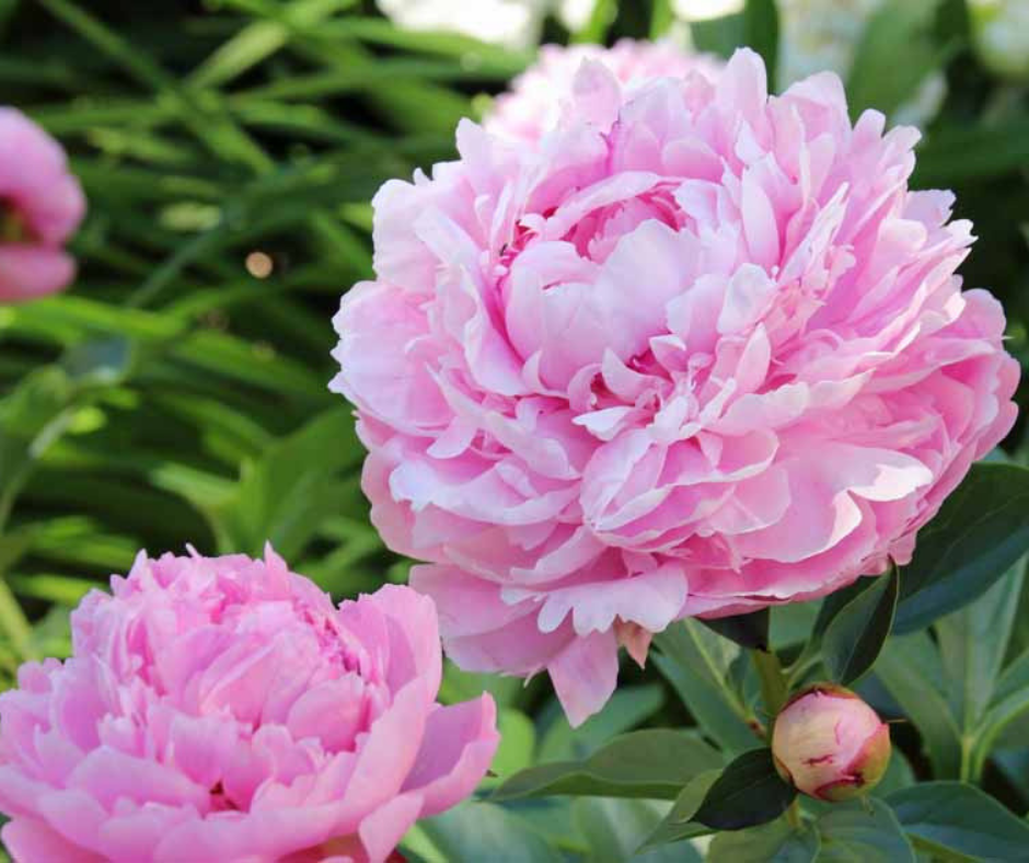 Tips For Growing Peonies | Wallis Landscape