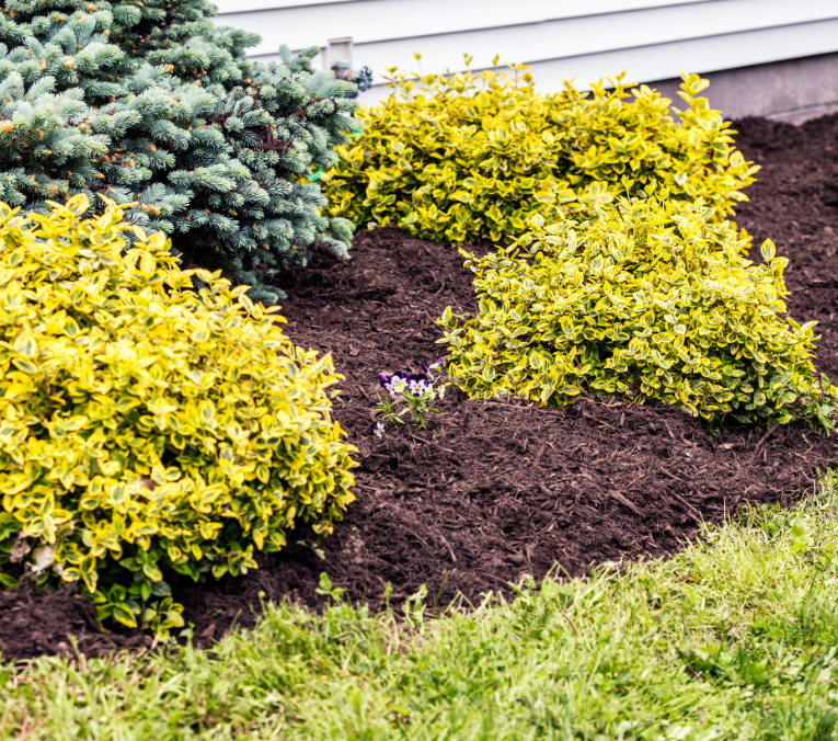 Winter Storm Preparedness for Your Loganville, GA, Garden | Wallis ...