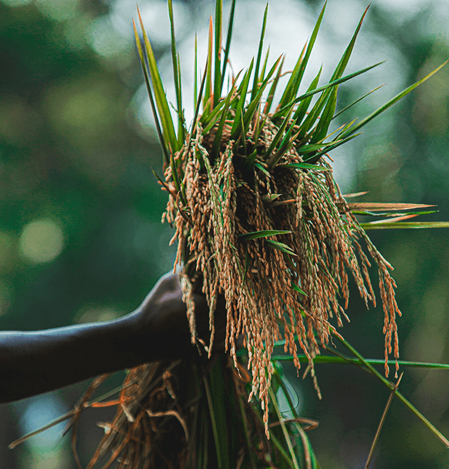 Hire Remote Employees | Burundi | Remote Workpay