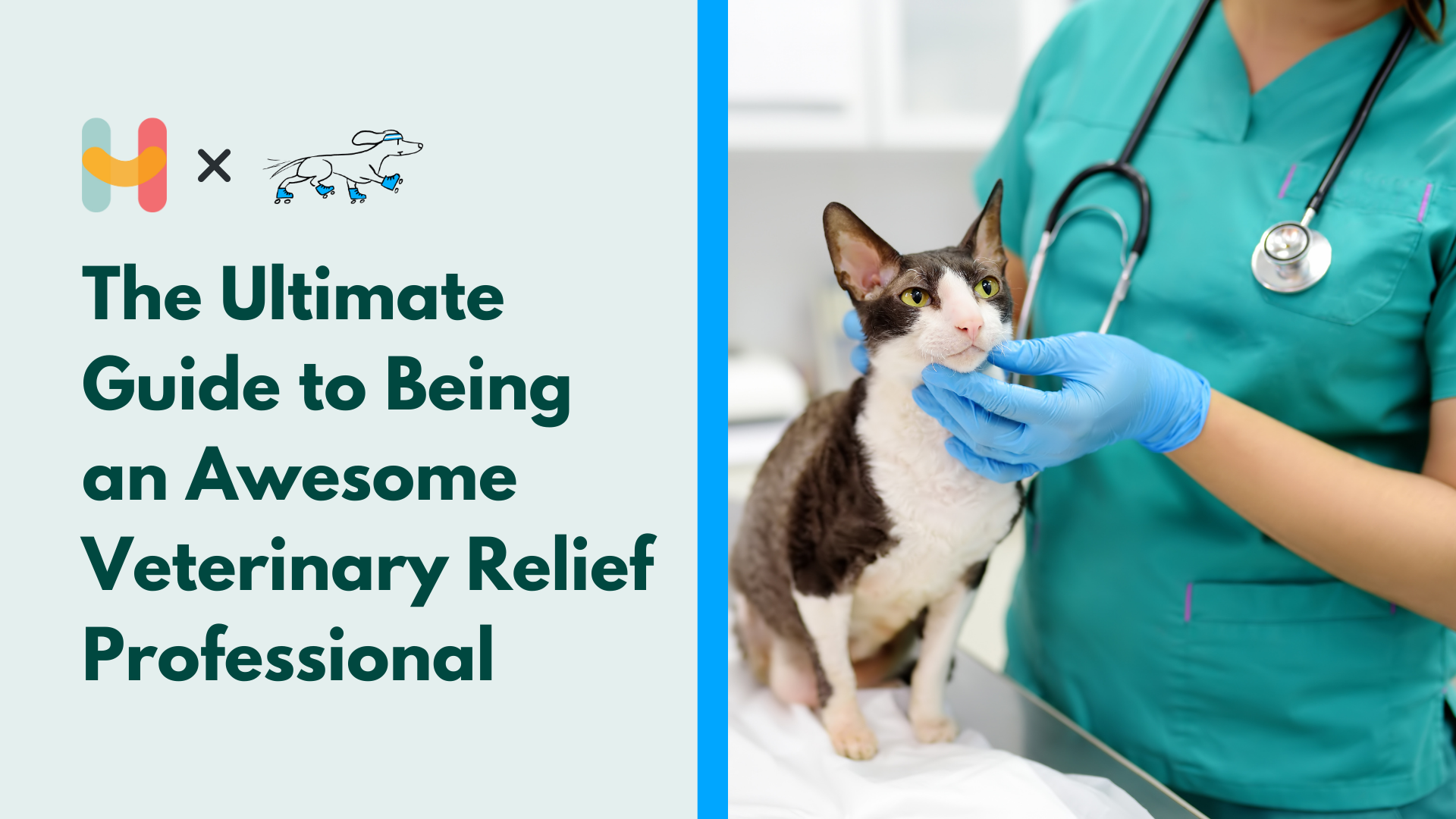 The Ultimate Guide to Being an Awesome Veterinary Relief Professional