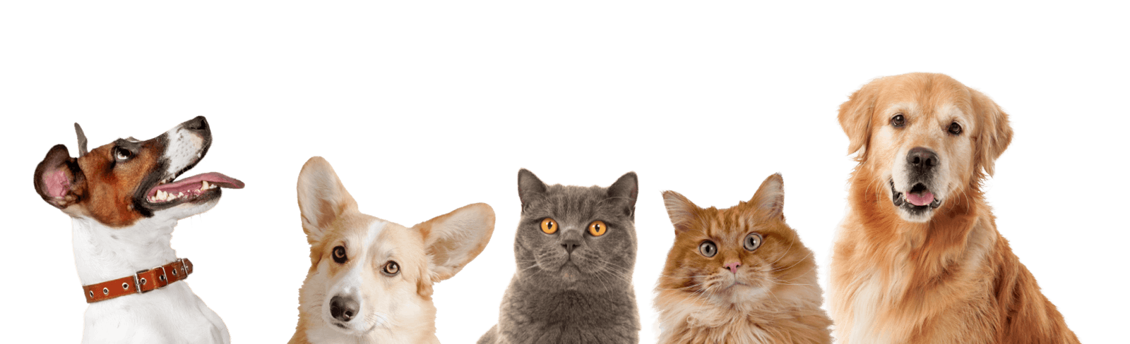 Petotum | Pawer Care