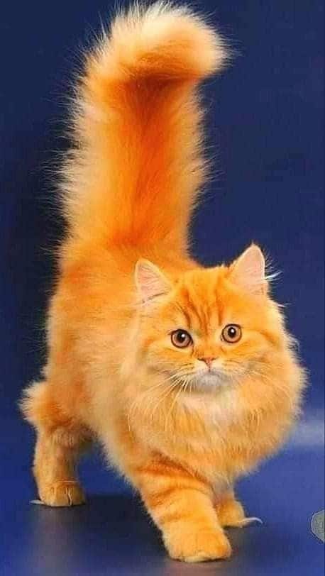 TOP 10 Cute Oyen Cat & Kittens Pictures