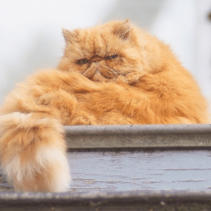 TOP 10 Cute Oyen Cat & Kittens Pictures