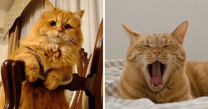 TOP 10 Cute Oyen Cat & Kittens Pictures