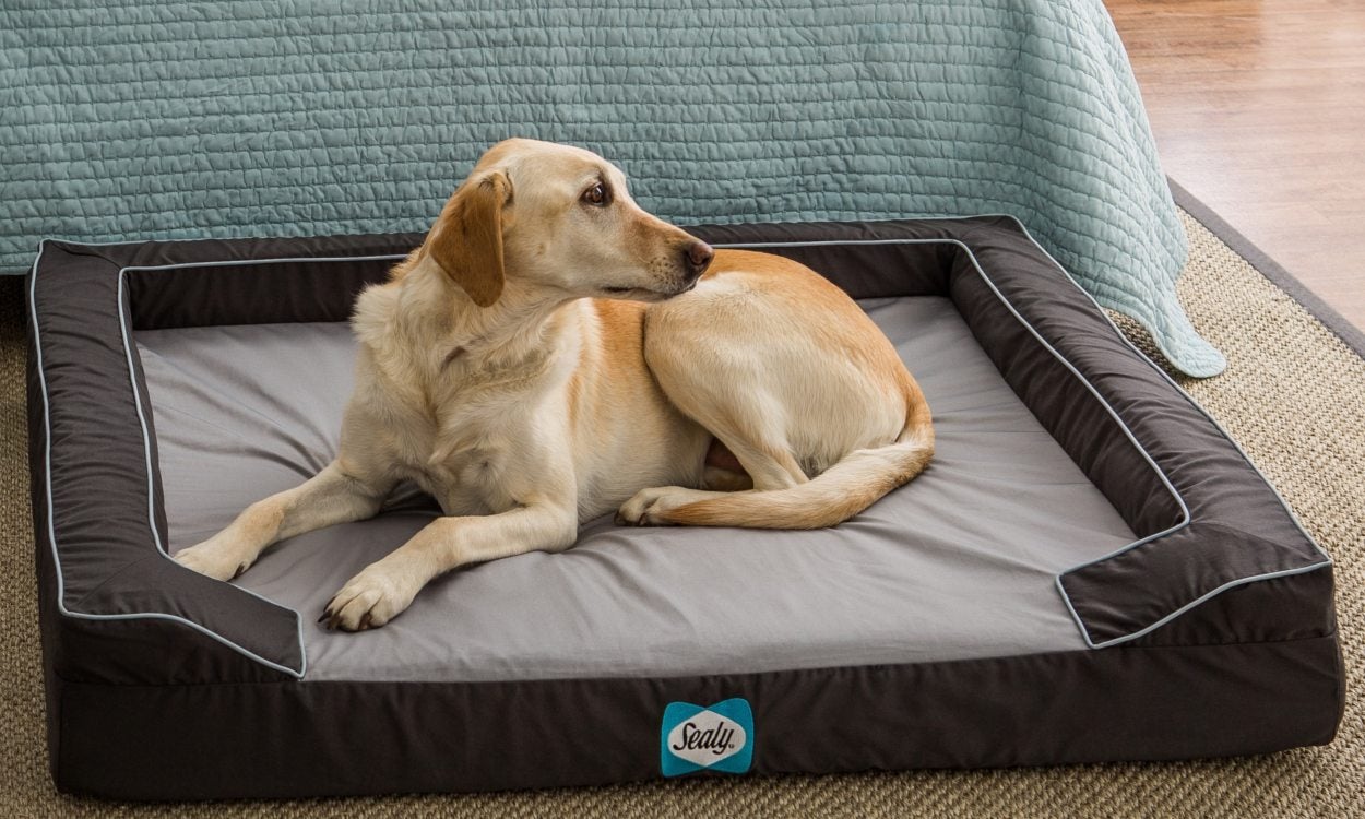 How to choose the perfect bed for pets?