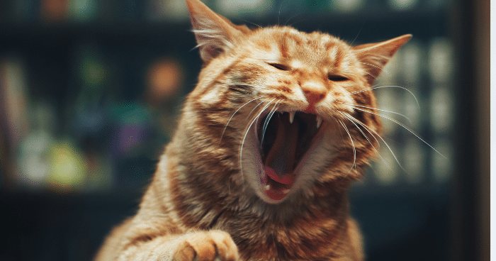 10 Nama Kucing Paling Popular di Malaysia