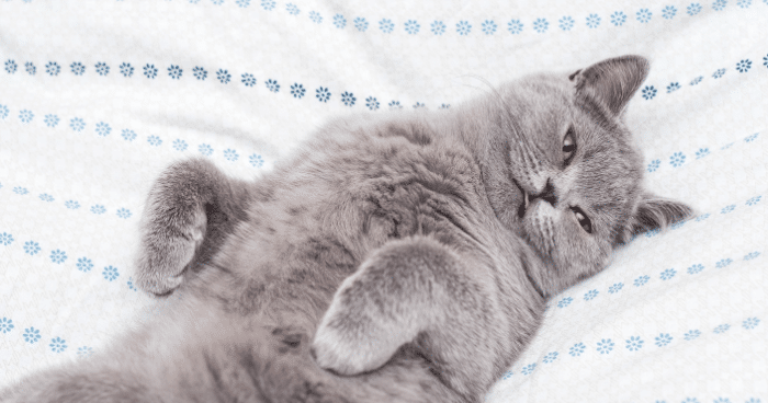 10 Nama Kucing Paling Popular di Malaysia