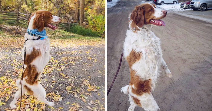 Walking upright like a human makes three-legged dog a TikTok hit