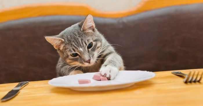 +10 Makanan Kucing Terbaik & Premium Dengan Harga Budget