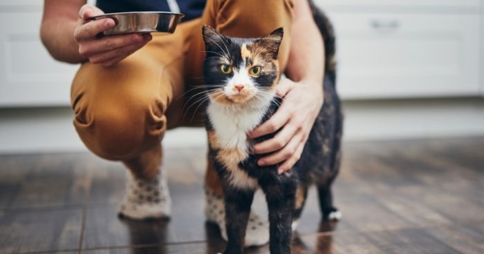 The Surprising Benefits of Cats that Science Says will Blow Your Mind