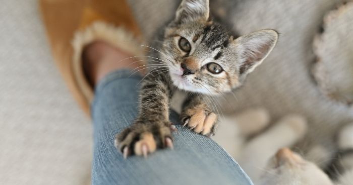 The Surprising Benefits of Cats that Science Says will Blow Your Mind