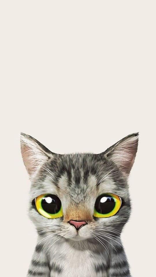 Kucing Comel Wallpaper