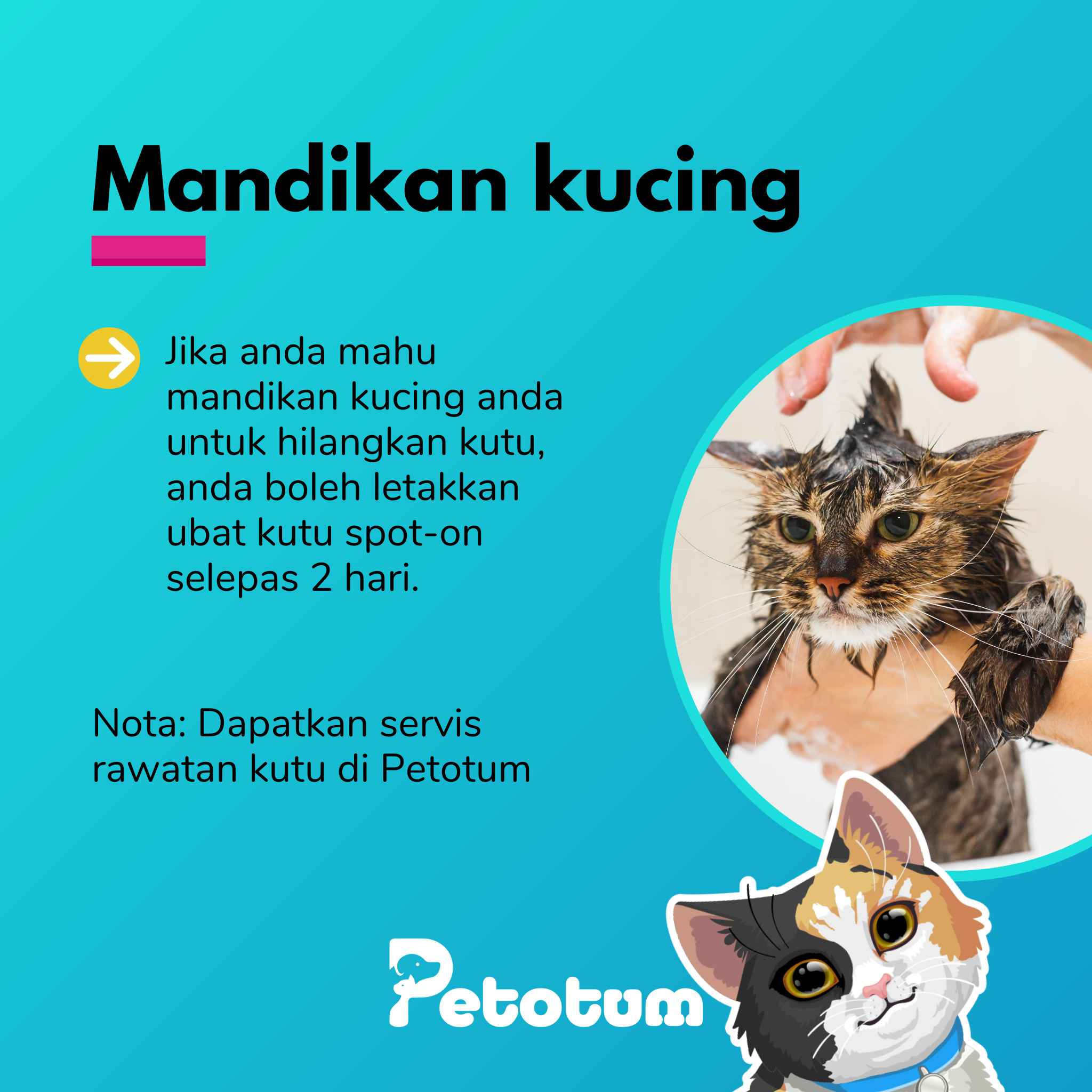 Cara Hilangkan Kutu Kucing