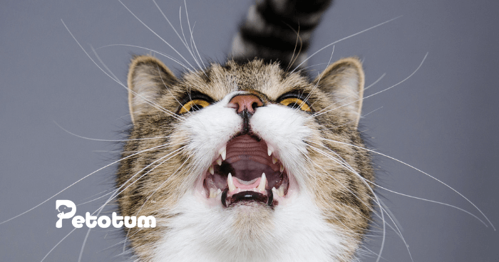 7 Best Ways to Calm a Cat in Heat