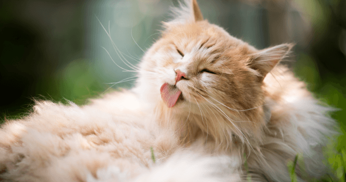 Apa Yang Perlu Anda Tahu Tentang Grooming Lion Cut