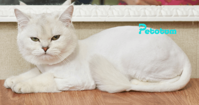 Apa Yang Perlu Anda Tahu Tentang Grooming Lion Cut