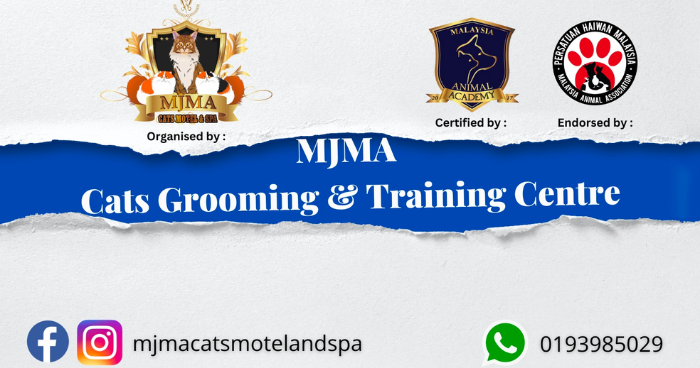 +4 Best Cat Grooming Courses / Workshop in Malaysia