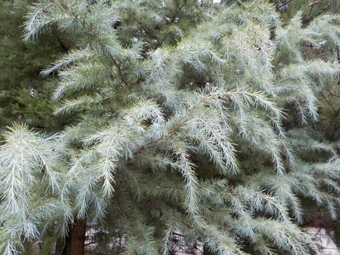 Trees and Flowers in Greenville SC