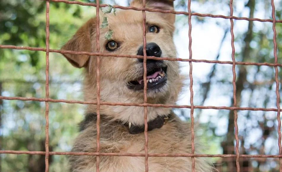 Furbay - Helping people help animals